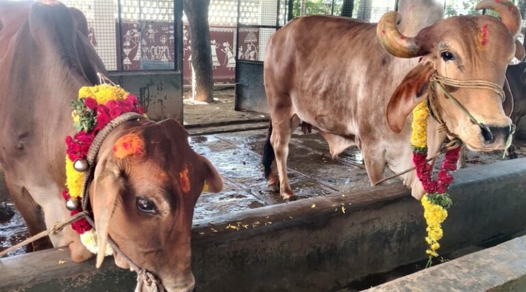 The Satsang Foundation Goshalas: Sacred spaces where Lord Shri Krishna ...